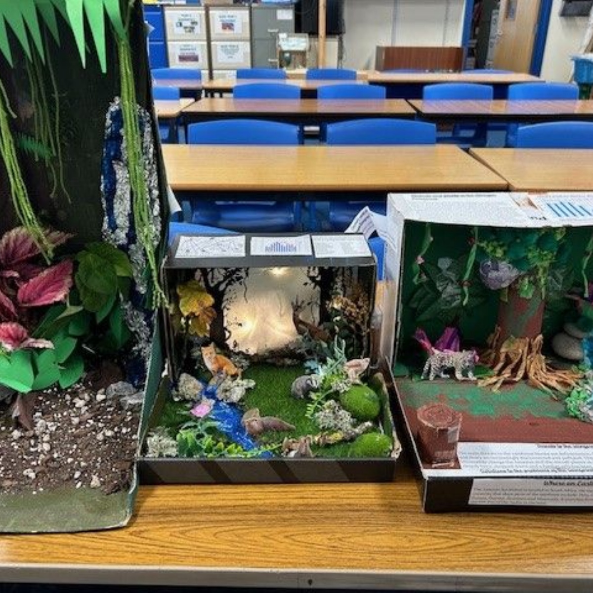 Plymouth High School for Girls - Year 8 Students Wow with ‘Biome in the ...